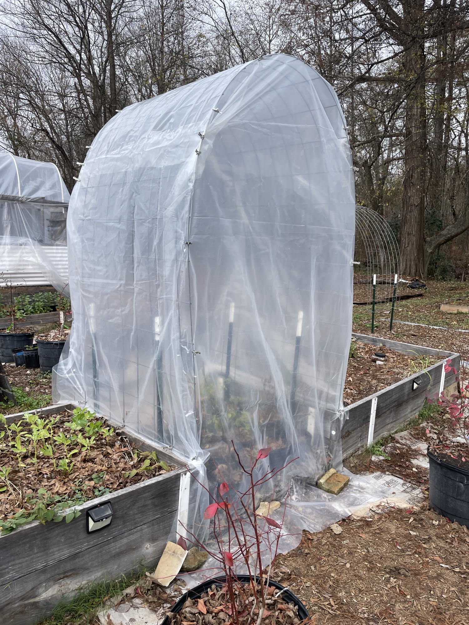 SUMMER TRELLISES TURNED WINTER POLYTUNNELS – Uhuru Farms