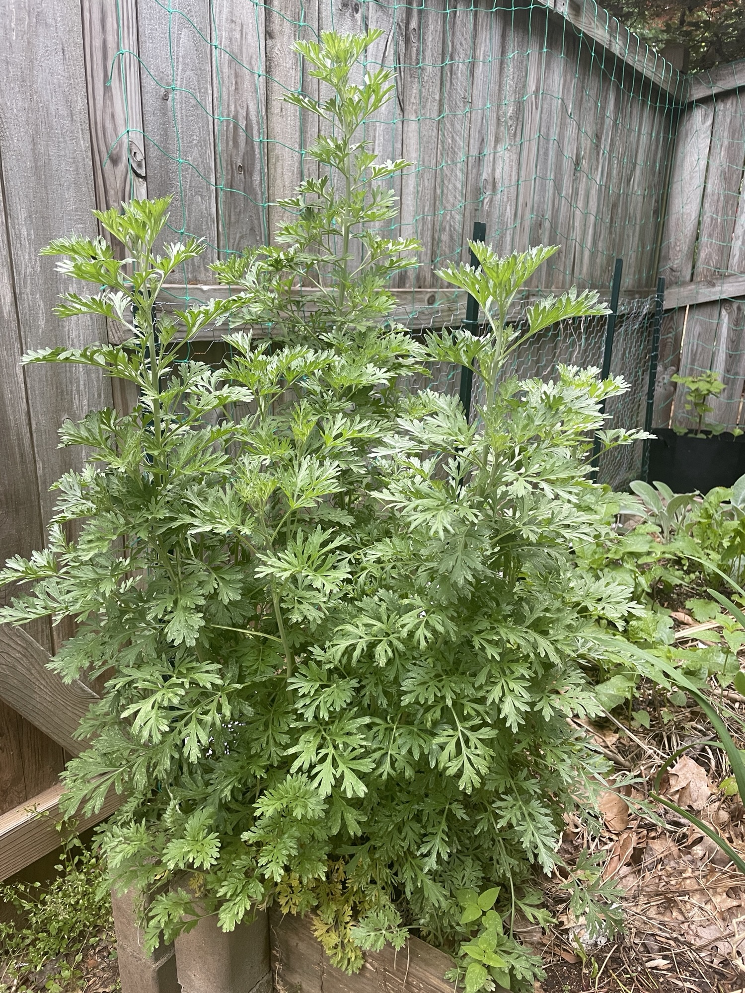WOW, WORMWOOD! – Uhuru Farms